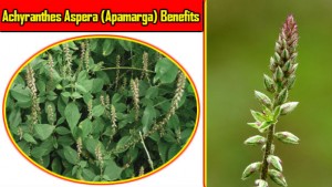 Achyranthes Aspera: Swasth ke Liye Gunkari hai Apamarga